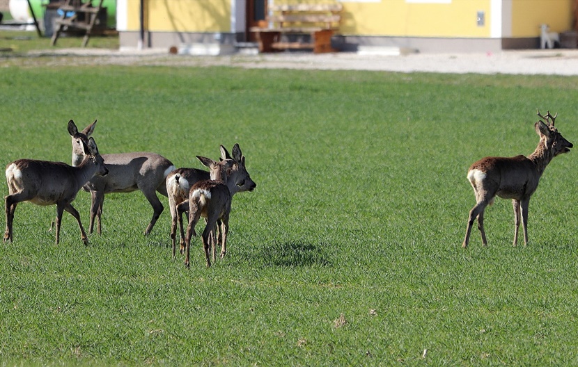 Jak odstraszyć sarny i dziki z ogrodu? - Porady Meblobranie.pl