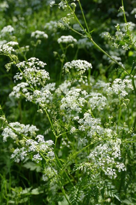 Trybula ogrodowa - Uprawa, pielęgnacja, właściowosci - Porady ...