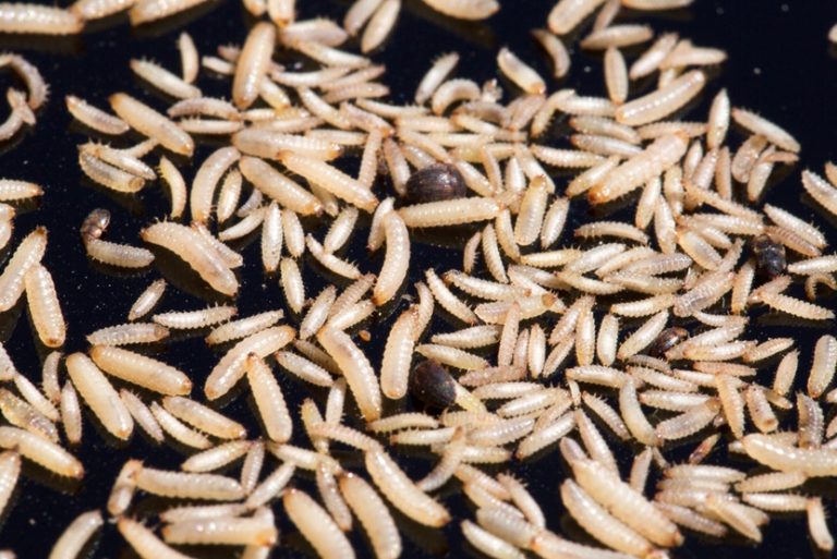 Białe robaki w domu - skąd się biorą i jak się ich pozbyć? - Porady ...